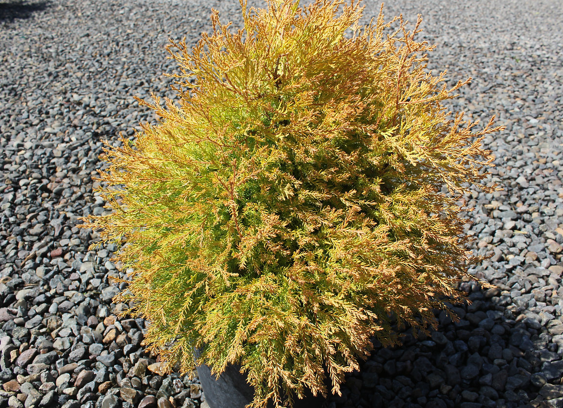Thuja occidentalis 'Rheingold' | youngbloodnursery