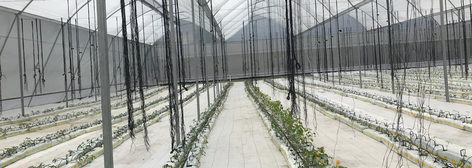 Agricultura Protegida | Agroinnova Panamá S.A. | Panamá