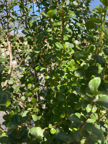 African Boxwood (Boj Africano) | WithinNature.Info