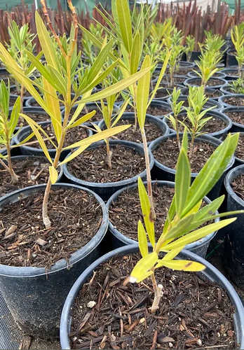 Petite Salmon Dwarf Oleander (Laurel Enano de Flor Salmon ...