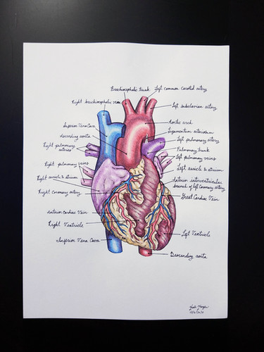 Labeled External Heart Anatomy | Medical Illustration of the External ...