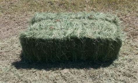 Premium Bermuda Hay Bale (Three-String) | Las Vegas Horse Ranch