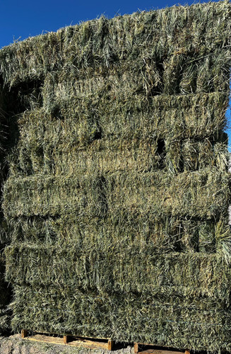 Orchard Alfalfa Grass Mix Hay Bale (Three-String) | Las Vegas Horse Ranch