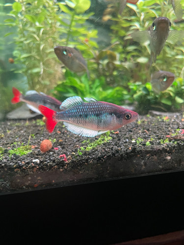 Kali Tawa Rainbowfish | Uncle Joes Fish Shed