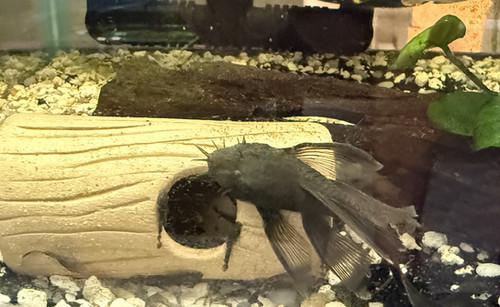 Long Fin Green Dragon | Uncle Joes Fish Shed