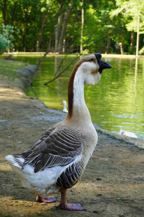 African Dewlap Geese | Thornfield Poultry
