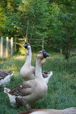 African Dewlap Geese | Thornfield Poultry