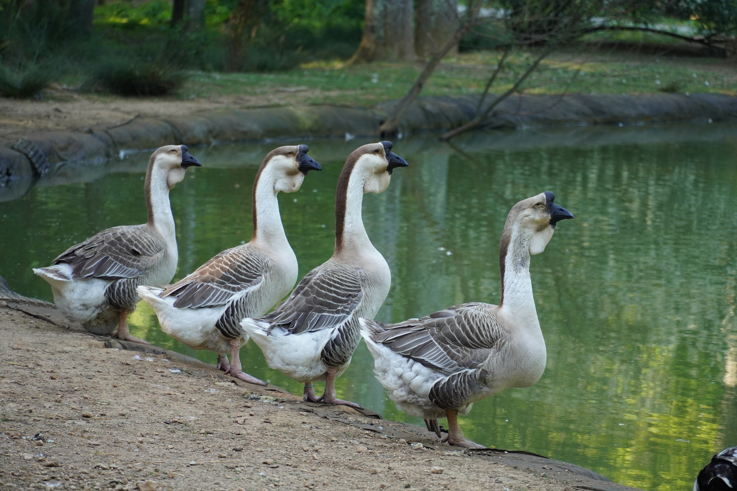 African Dewlap Geese | Thornfield Heritage Farm