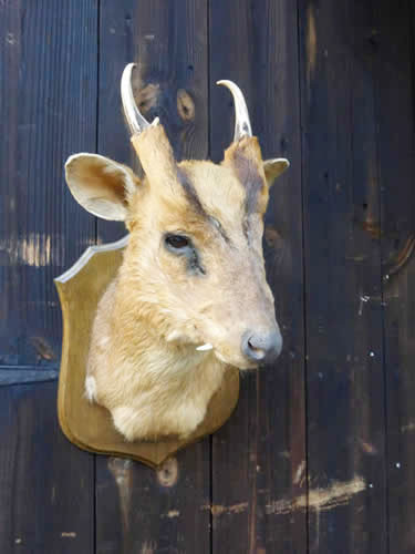 Heads - Deer | Heads & Tails