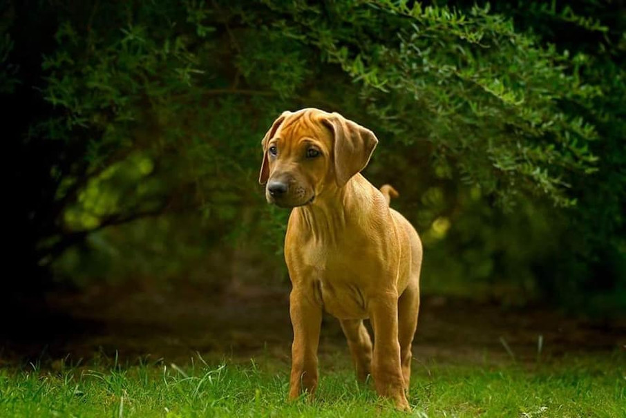 Accueil | Rhodesian Ridgeback Club de France