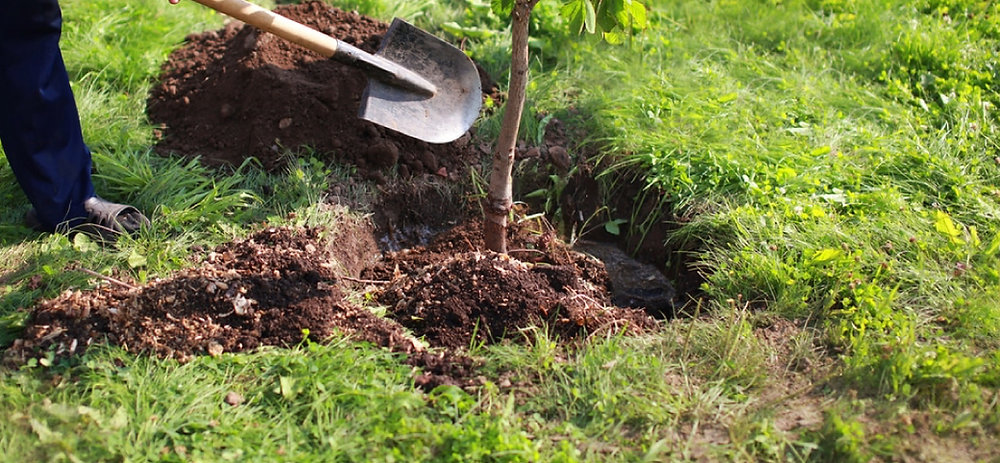 Essential Tree Planting Tips