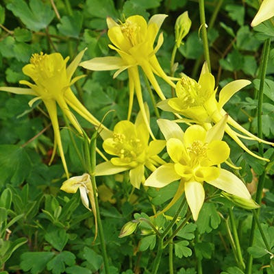 Golden Columbine Aquilegia chrysantha 20 Seeds USA Company