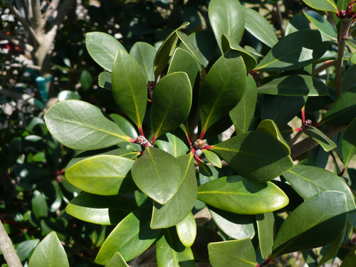 Japanese cleyera Ternstroemia gymnanthera 10 Seeds USA Company
