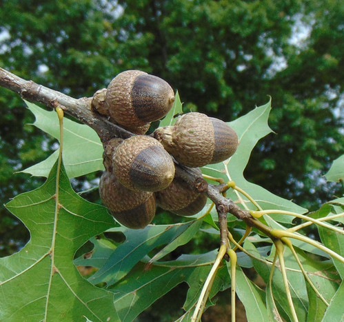Nuttall's Oak Quercus nuttallii 10 Seeds USA Company