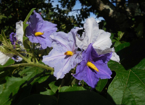 Giant Star Potato Tree Solanum macranthum 20 Seeds USA Company