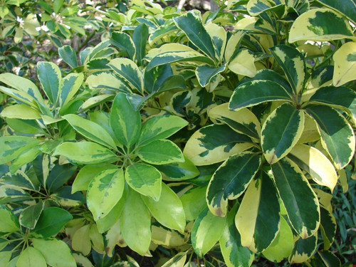 Dwarf Umbrella Tree Schefflera arboricola 100 Seeds USA Company