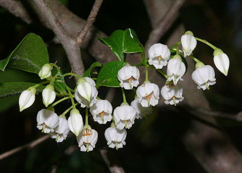 Sparkleberry Vaccinium arboreum 20 Seeds