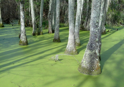 Swamp Tupelo Nyssa biflora 20 Seeds USA Company