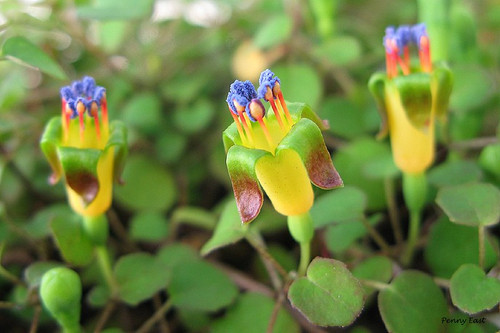 Trailing Fuchsia 25 Seeds Fuchsia procumbens | Southernplantseeds
