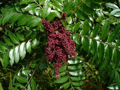 Winged Sumac Rhus copallinum 100 Seeds USA Company