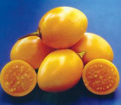 Yellow Tamarillo Tree Tomato Cyphomandra betacea 20 Seeds USA Company