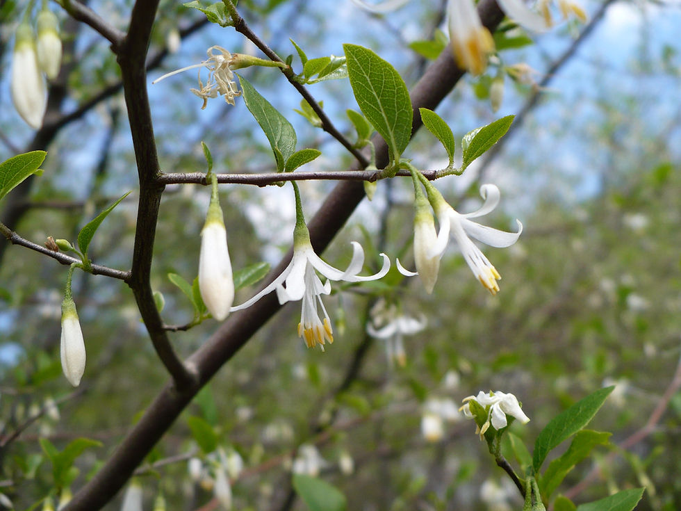 American Snowbell Styrax americanus 20 Seeds USA Company