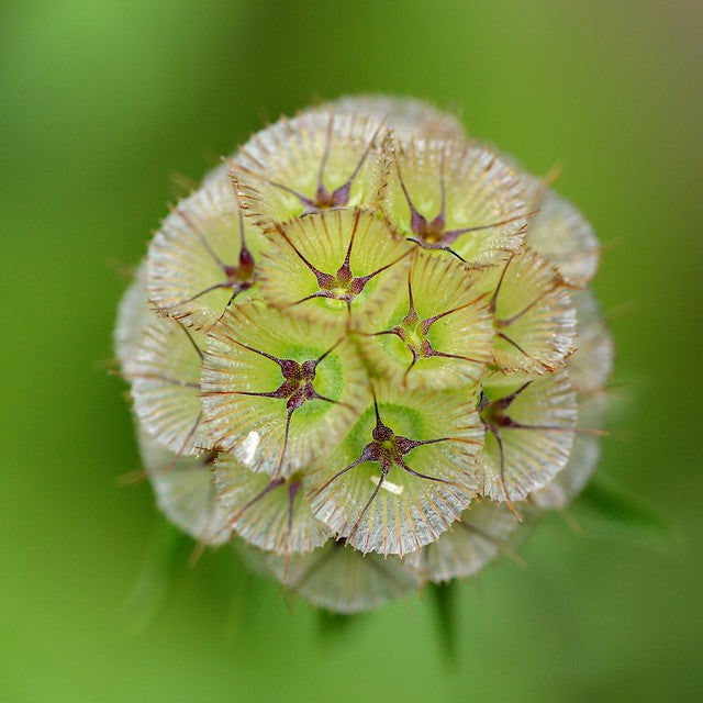 Starflower Pincushion Flower Scabiosa stellata 500 Seeds USA Company