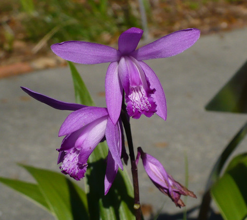 Hardy Ground Orchid 1000 Seeds Bletilla striata | Southernplantseeds