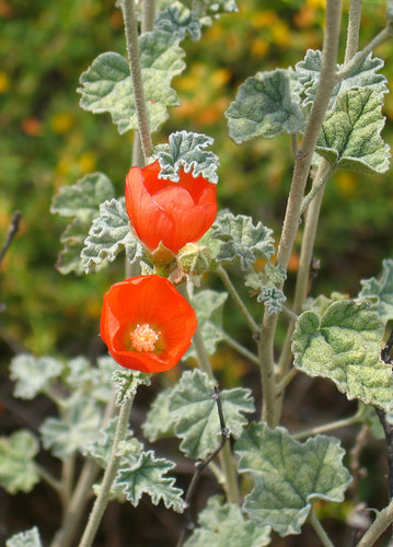 Desert Globemallow Sphaeralcea ambigua 100 Seeds USA Company