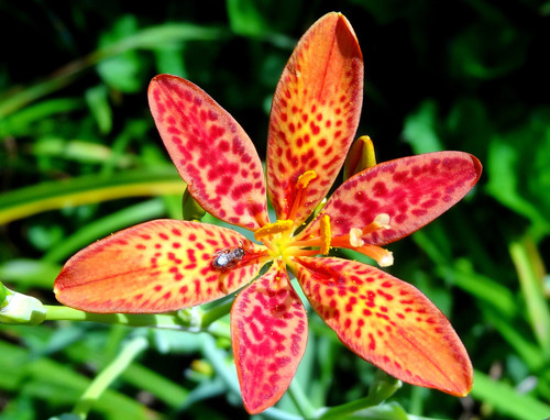 Leopard Lily Blackbead Lily Belamcanda chinensis 100 Seeds USA Company