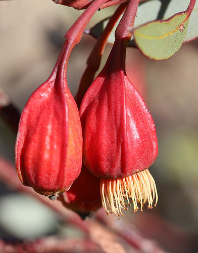 Fuchsia Gum Eucalyptus forrestiana 100 Seeds USA Company