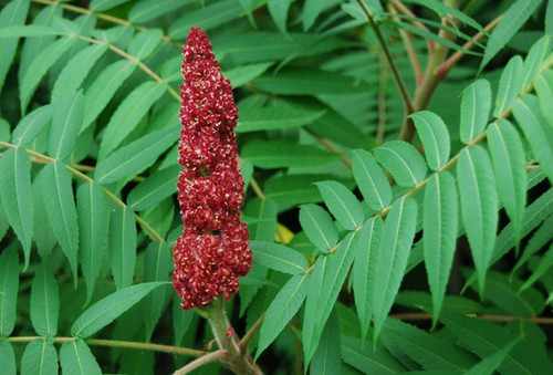 Smooth Sumac Rhus glabra 100 Seeds USA Company