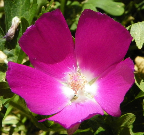 Purple Poppy Mallow Callirhoe involucrata 20 Seeds USA Company