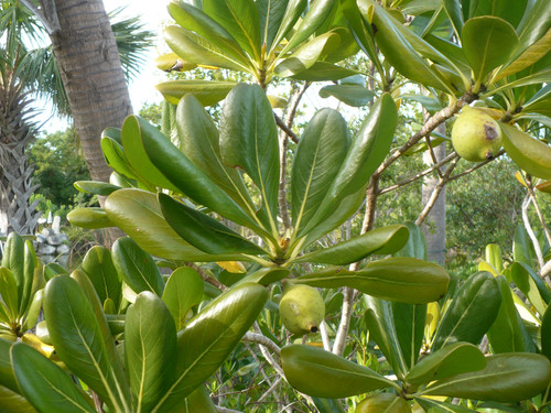 Seven Year Apple Casasia clusiifolia 20 Seeds USA Company