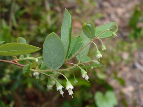 Deerberry Vaccinium stamineum 100 Seeds USA Company