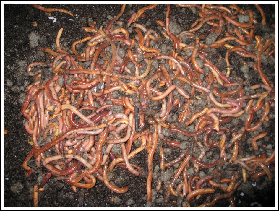 Worms at Work UK Commercial Wormeries for onsite food waste processing
