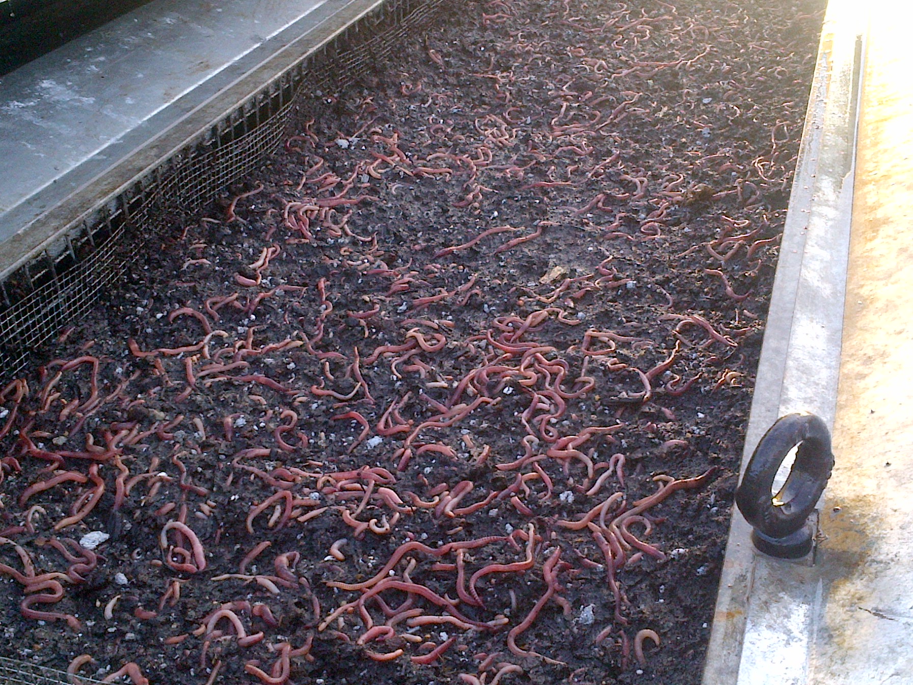 Worms at Work UK Commercial Wormeries for onsite food waste processing