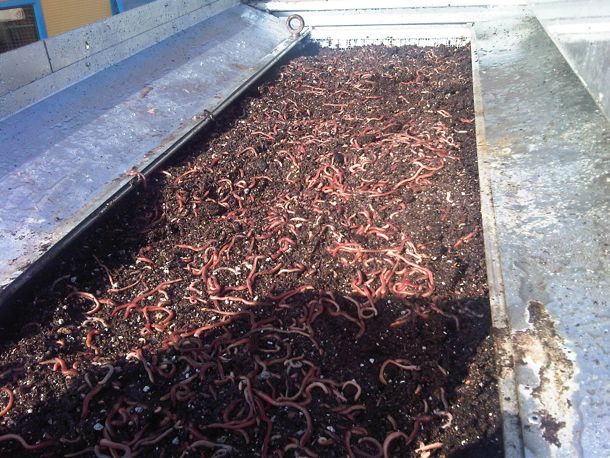 Worms at Work UK Commercial Wormeries for onsite food waste processing