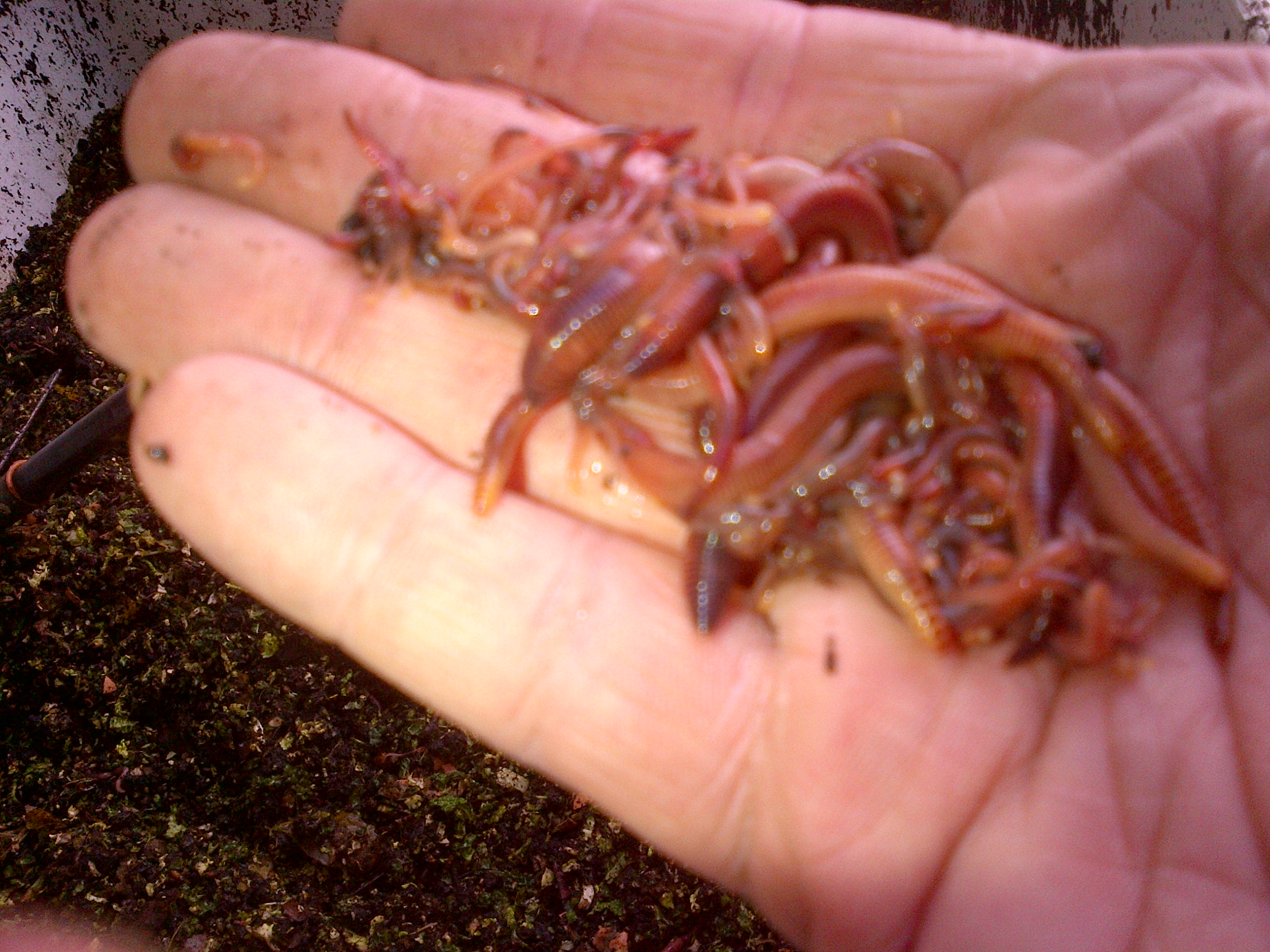 Worms at Work UK Commercial Wormeries for onsite food waste processing