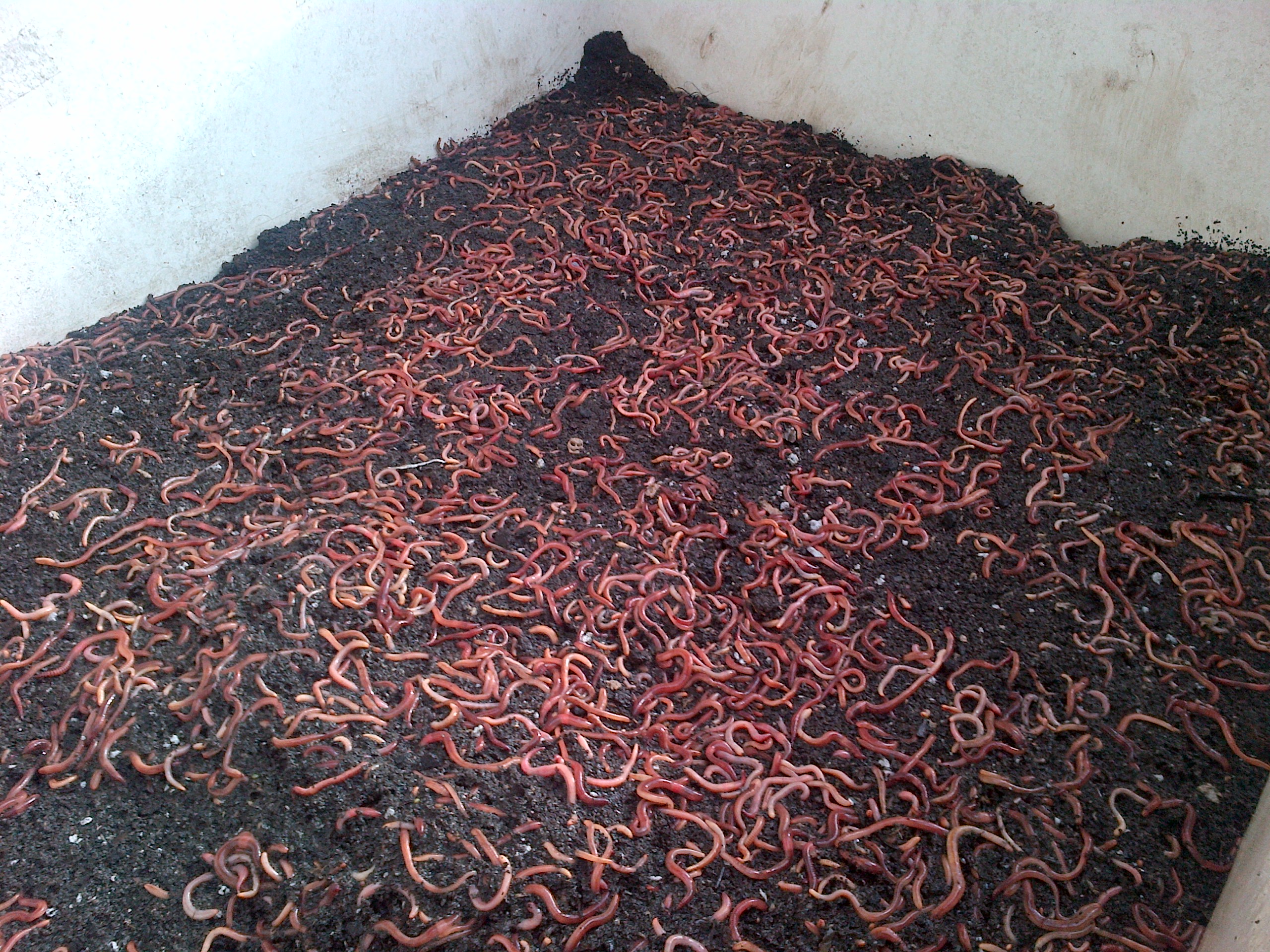 Worms at Work UK Commercial Wormeries for onsite food waste processing