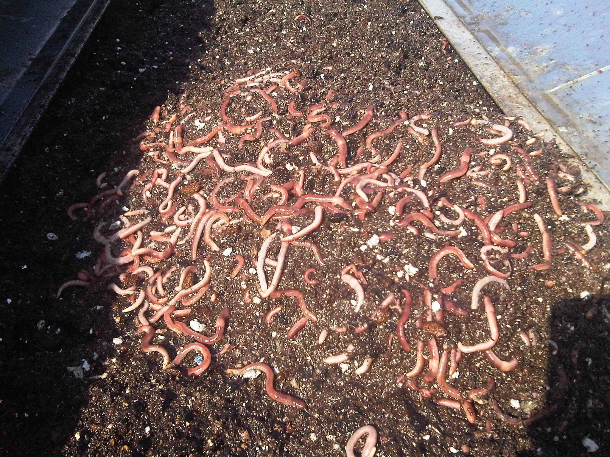 Worms at Work UK Commercial Wormeries for onsite food waste processing