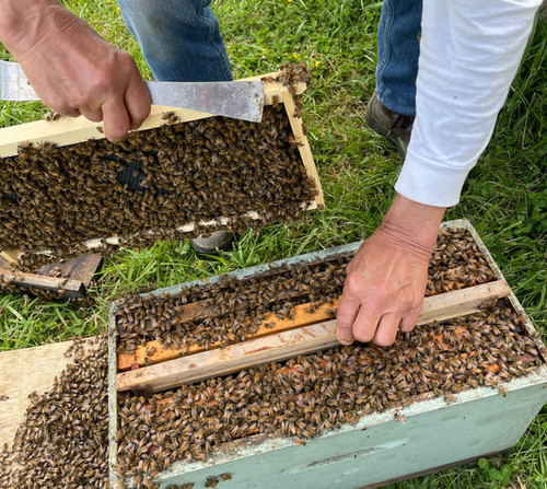 Bee Camp - June 21 | Honey Hill Farm LLC