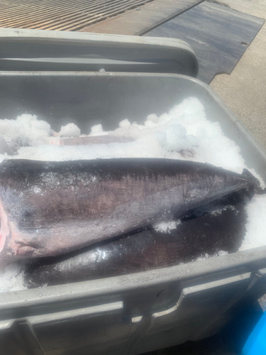 Swordfish | Frozen Imports