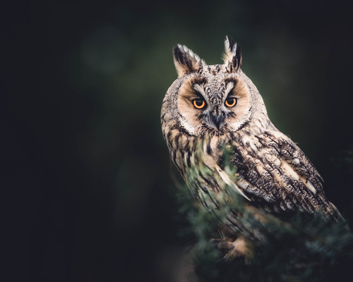 Long Eared Owl | Pg Photography