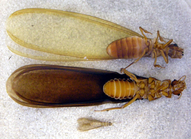 Home | UF Termite Data
