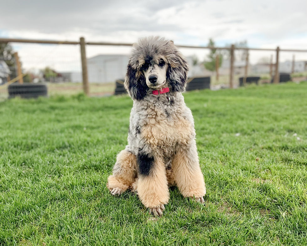 Meet Our Pack | Desert Sky Poodles