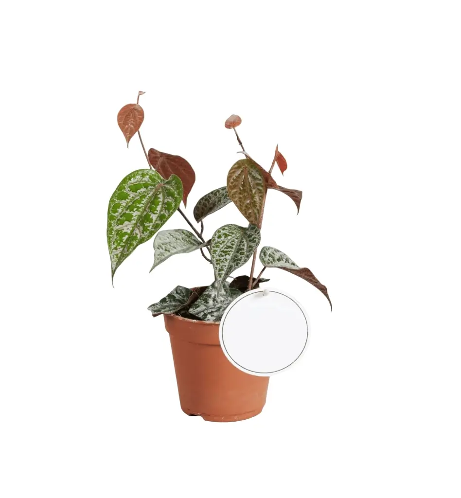 Piper crocatum - Decorative Vine with Marbled Leaves