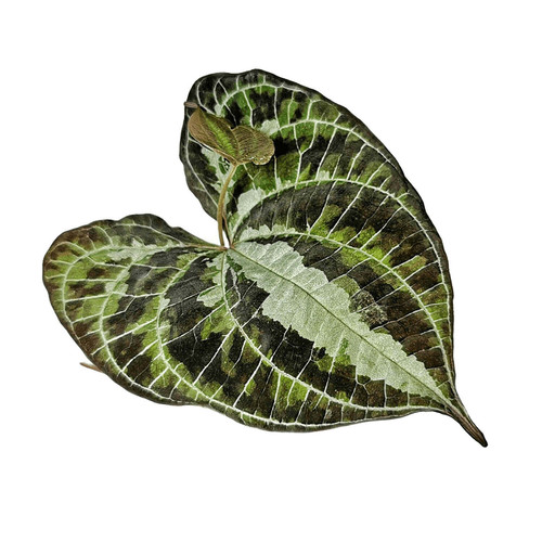 Dioscorea discolor – Colorful Climber with Striking Foliage