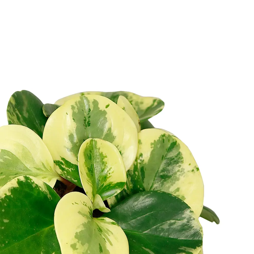 Peperomia obtusifolia 'Green Gold' – Variegated Beauty