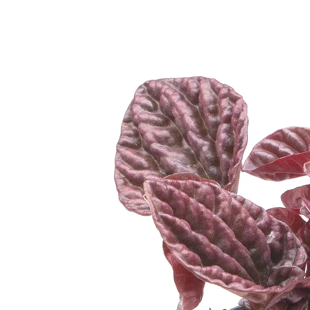 Peperomia genus | foliage factory